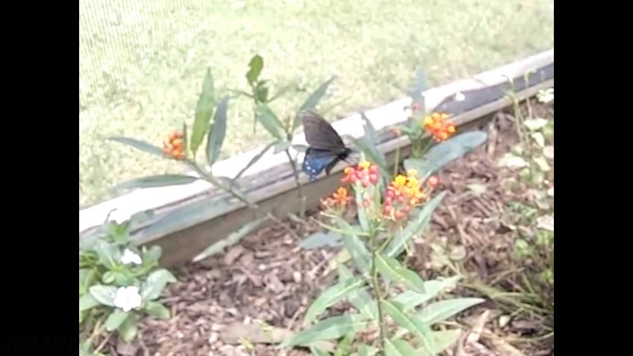 Pipevine Swallowtail flying and nectaring in 300fps slow motion V12429 ...