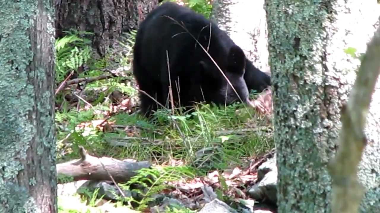 Young Black Bear foraging for food - YouTube