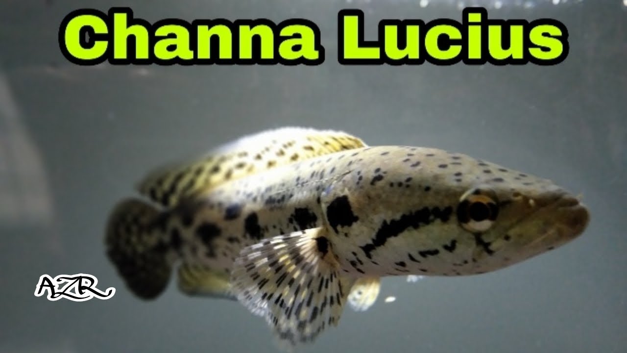 Channa Lucius / Gabus Malas Bisa Aktif - YouTube