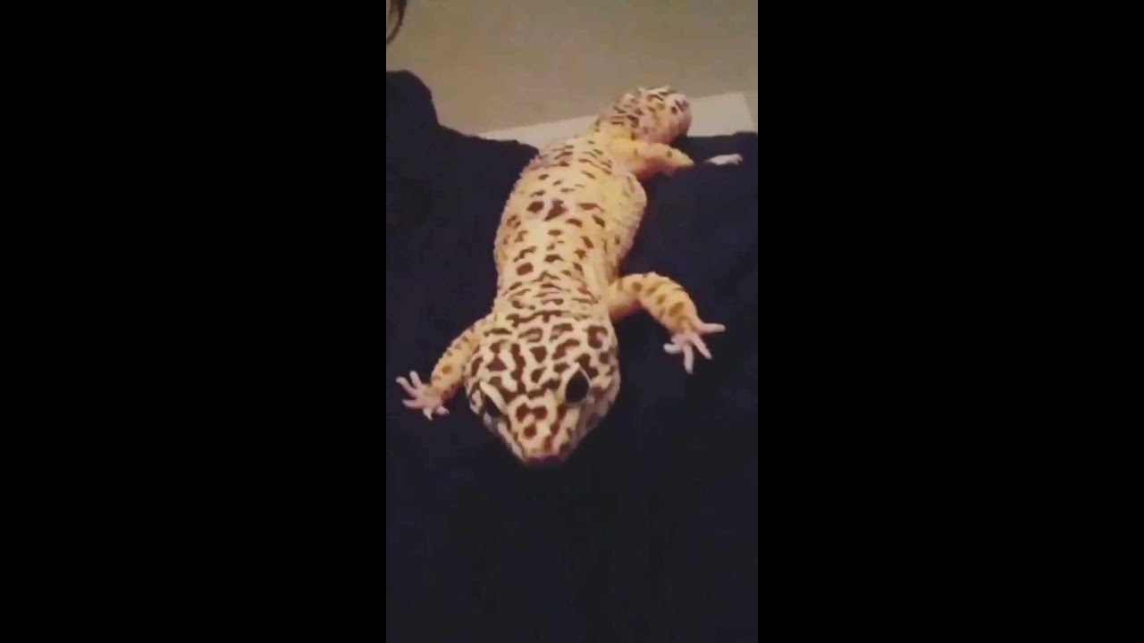 Phil the Leopard Gecko Compilation: Part 2 - YouTube