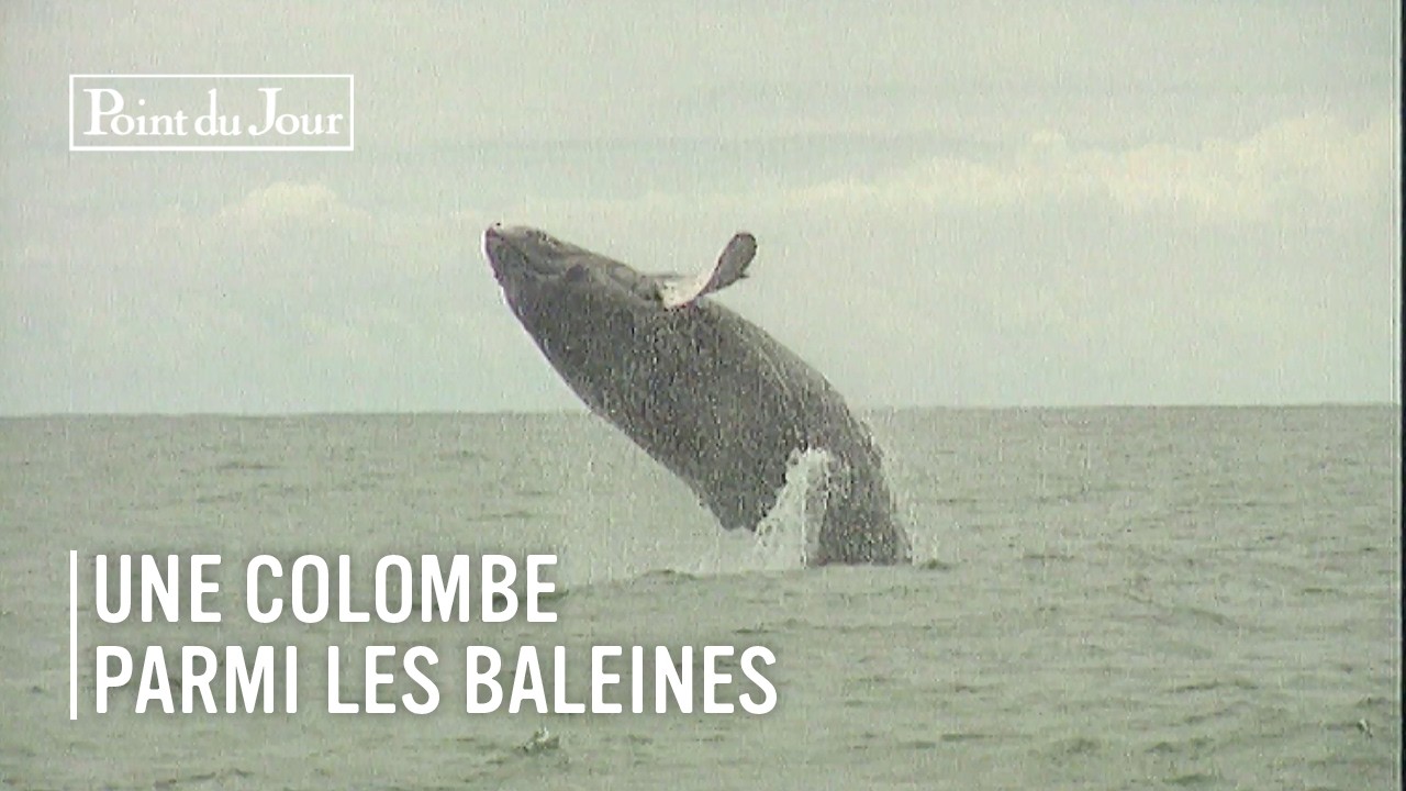 COLOMBIE : UNE COLOMBE CHEZ LES BALEINES - YouTube