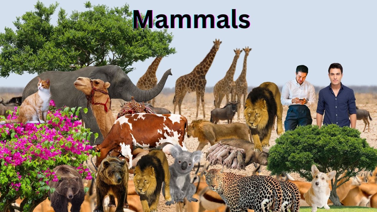 100+ Mammals Names in English with Pictures |Animals Name in English ...