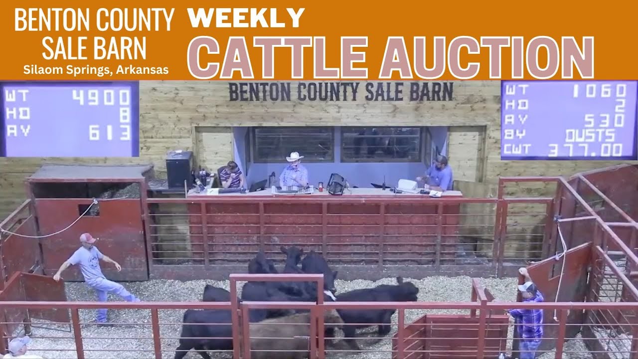 8/21/2025 -Benton County Sale Barn - Cattle Auction - YouTube