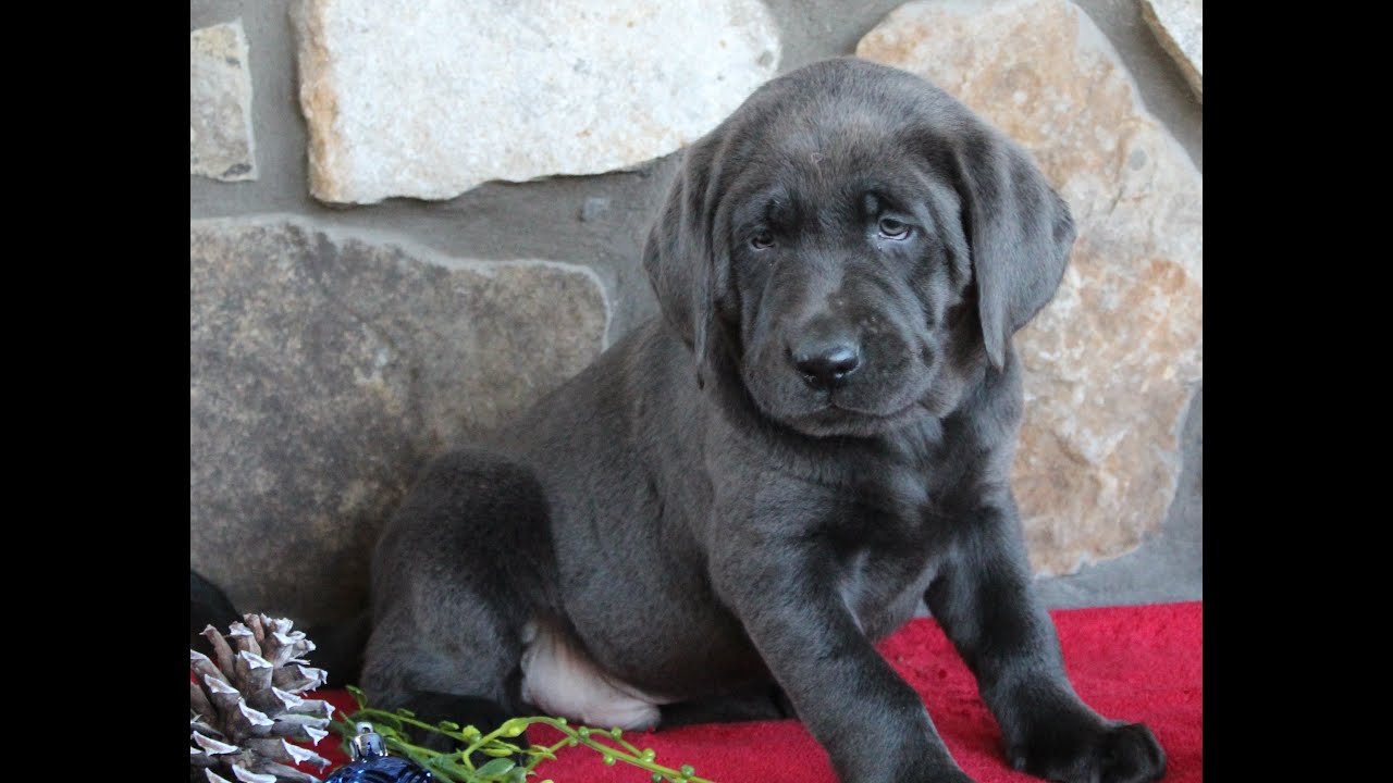 Charcoal Labrador Retriever Puppies for Sale - YouTube
