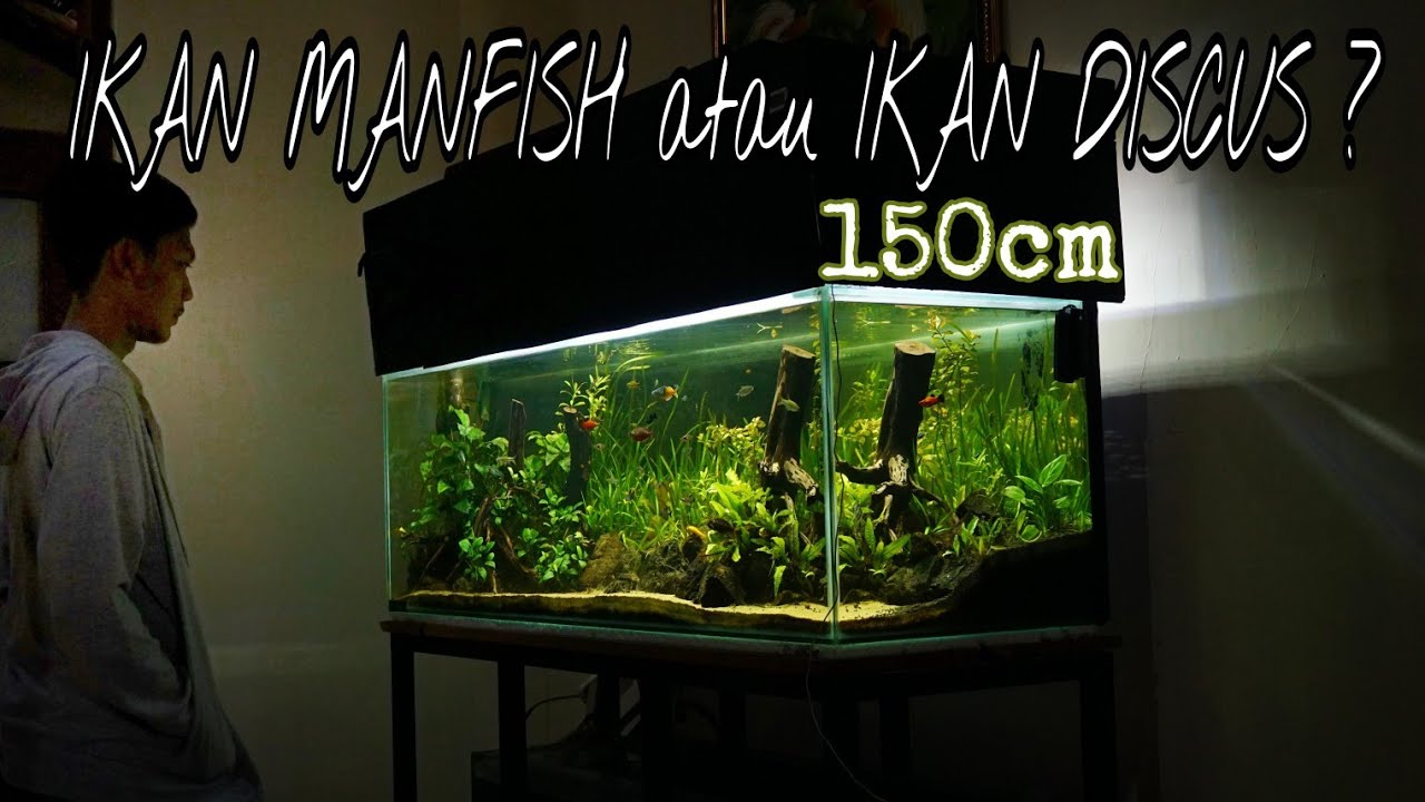 NATURAL STYLE AQUASCAPE 150CM | AKUARIUM 150CM | MANFISH ALTUM - YouTube