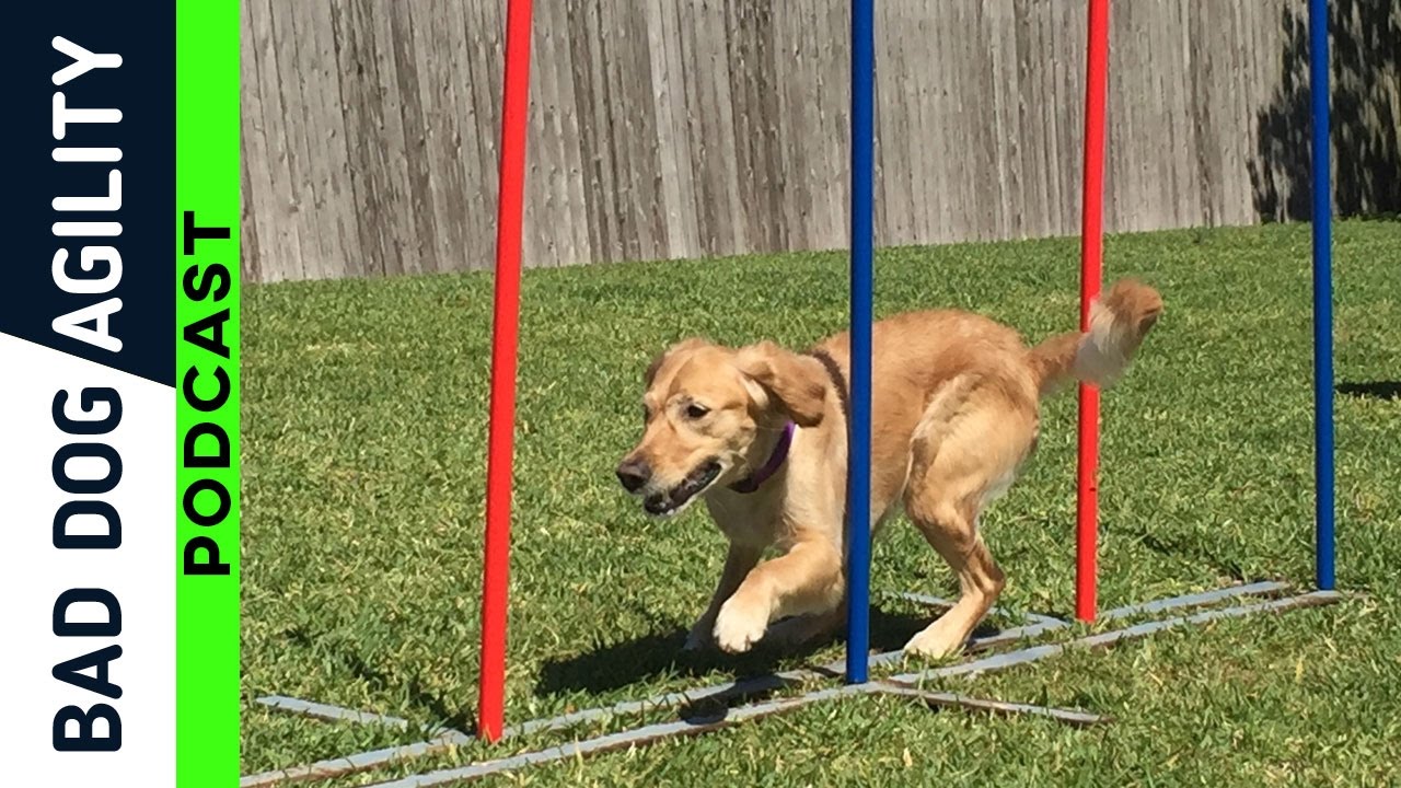 160: How to Work Through Mistakes in Your Agility Training - YouTube