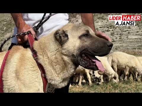 Altın Karabaş Irkı Yaman ve Delibaş