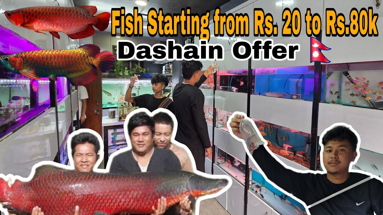 Amazing Aquarium Fish stock at Nyaacha Pasa - Aquarium Fish Shipment ...