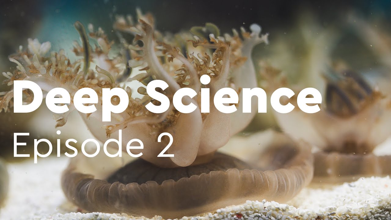 Deep Science - Creature Classification [Episode 2] - YouTube