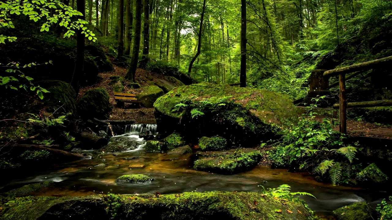 3H - Relaxing Nature Ambience - Forest Brook with birds singing - YouTube