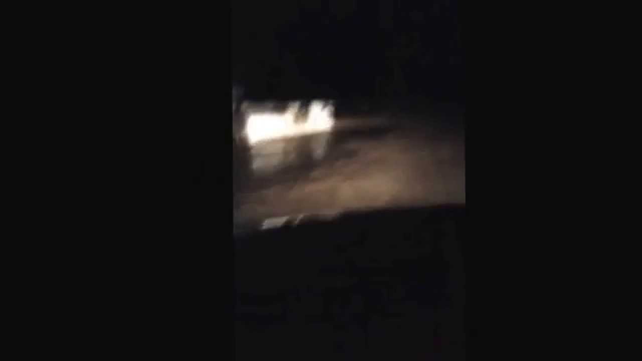 Hogs in a rainy day marranos de monte - YouTube
