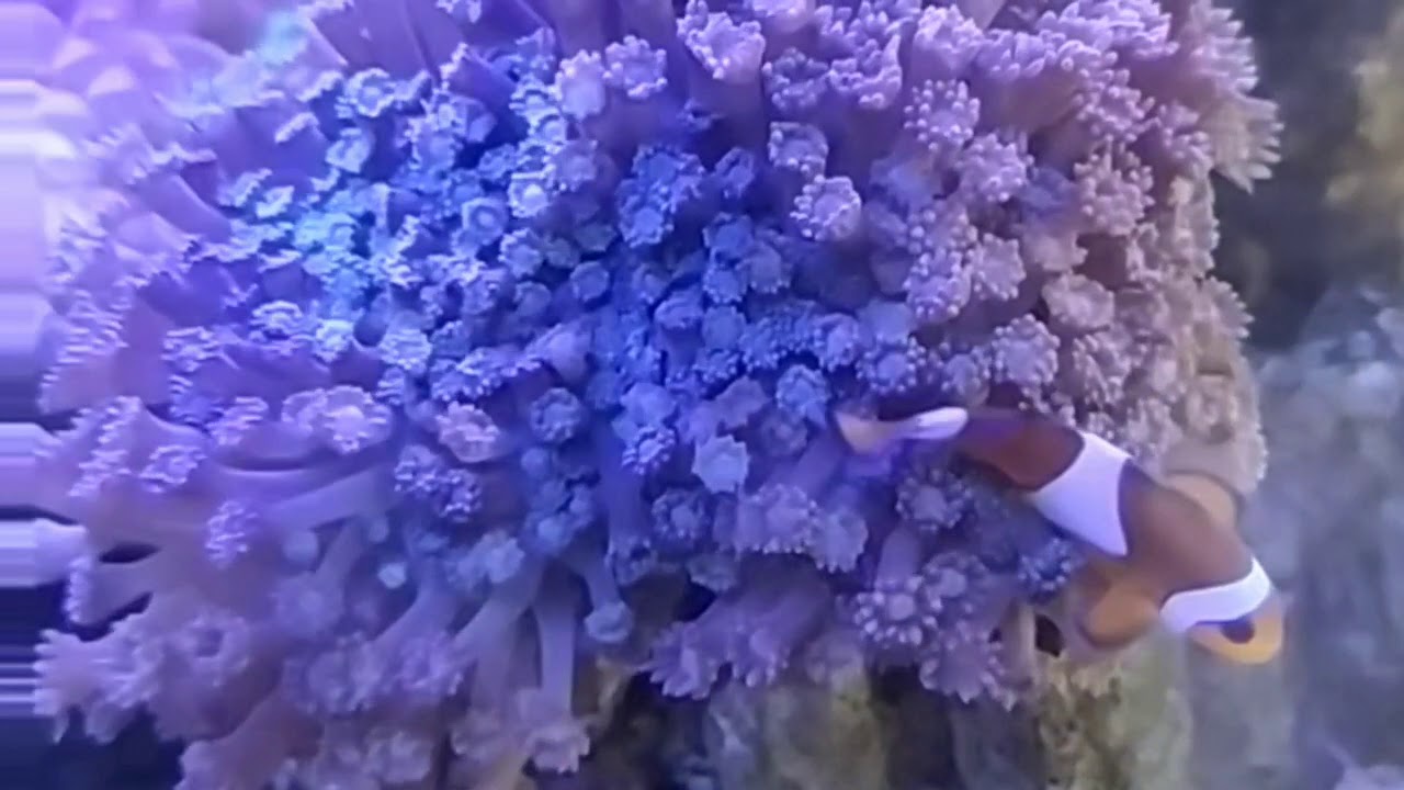 Liat Ikan #Nemo dan #Dori Asli Di Akuarium Gudang Oleh2 #Malang - YouTube