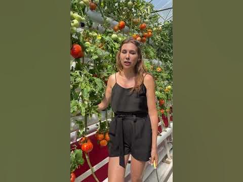Секретный мясистый томат уже в продаже - YouTube