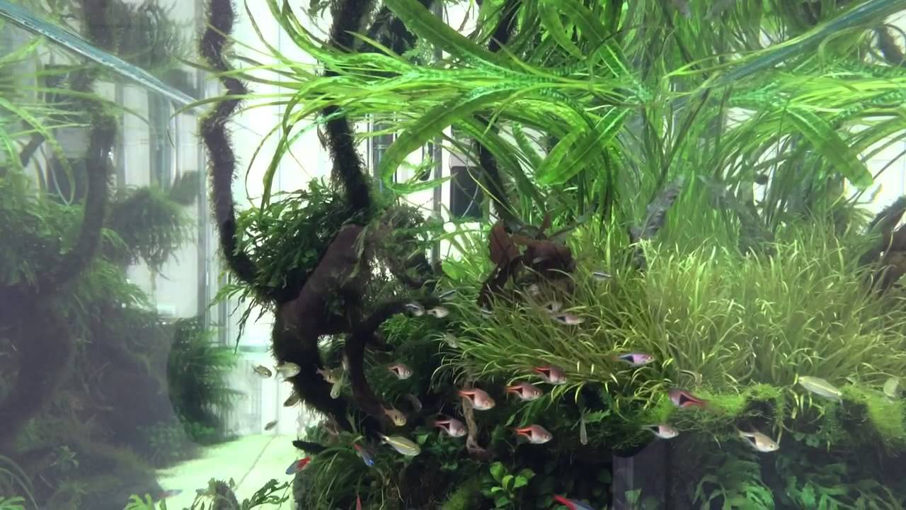 ADA 120P nature aquarium style display tank-side view - YouTube