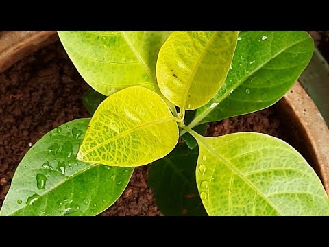 Adding eranthemum green plant - YouTube