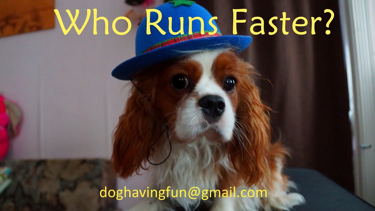 dogs having fun: Who Runs Faster? small puppy running too fast! - YouTube