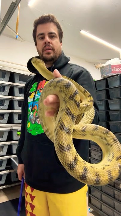 Almost got bit in the face by my 7ft long male Scrub python. 😳🐍💀 - YouTube