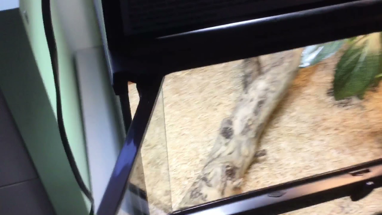 I upgraded my stimson’s pythons encloser - YouTube