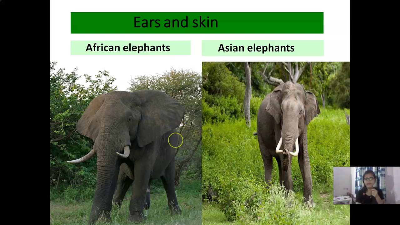 Difference between Asian and African elephants - YouTube