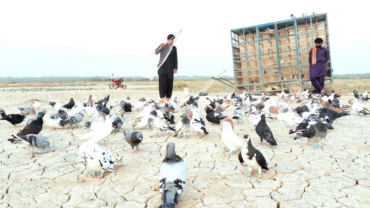 Shan 400 Hundred Pigeons On Biggest Competition A Big Victory - YouTube