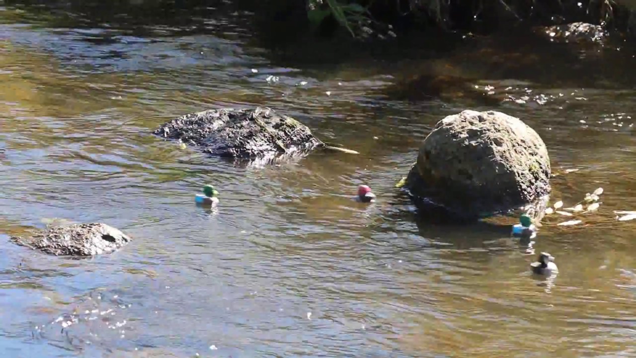 Duck Race at St. James Farm Forest Preserve - YouTube