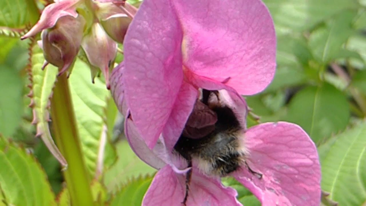 Bumble bee on Himalayan balsam - Risabalsamía - Aldinskellur ...