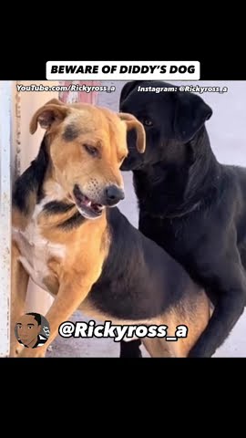 BEWARE OF DIDDY’S DOG 🐕 - Funny Animal VoiceOvers | @Rickyross_a # ...