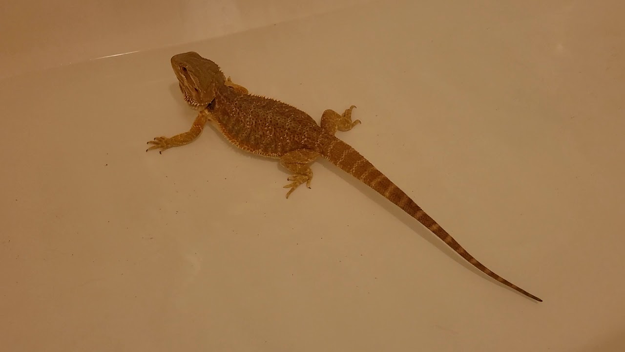 My bearded dragon swimming and scratching head like a dog - YouTube