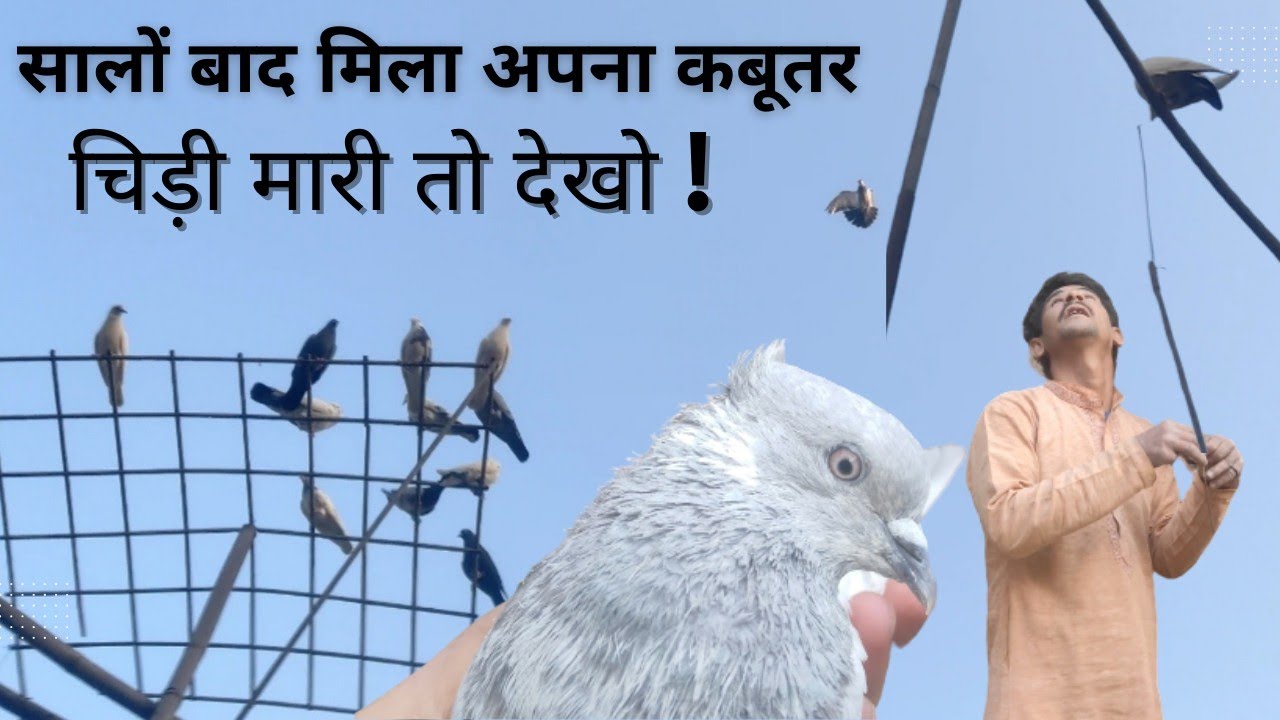 Chidi mari ka shikar apna bachha mil gaya saalo baad.. #chidimari # ...