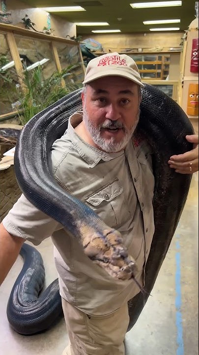 Carrying Around a 200 Pound Snake ain’t easy😳 - YouTube