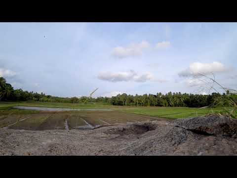 Relaxing sounds from Sri Lankan paddy fields