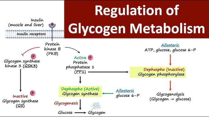 Glycogen Pathway