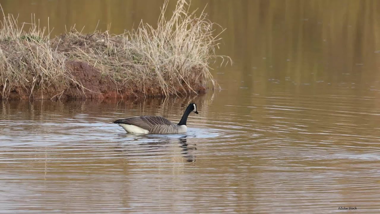 Avian flu confirmed in dead geese in Saratoga County - YouTube