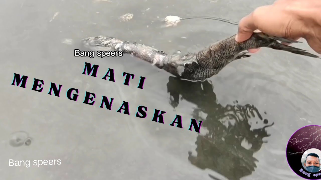 APA YANG TERJADI SAAT RAWA SEDANG SURUT - YouTube