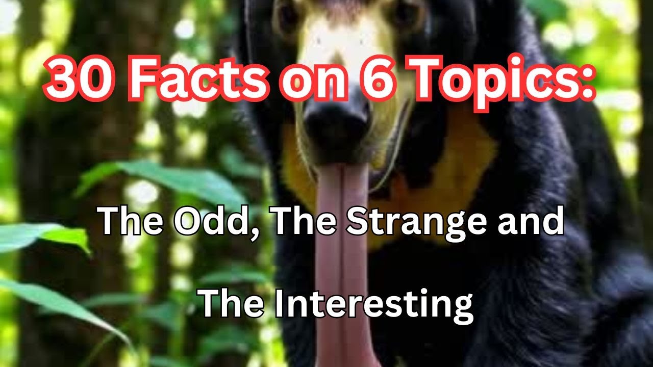 30 Facts on 6 Topics: The Odd, Strange, and Interesting - YouTube