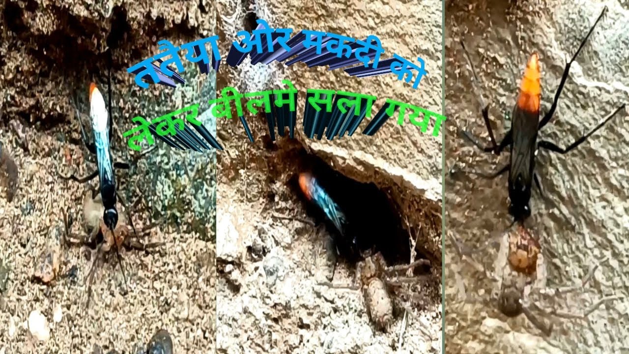 ततैया ओर मकदी को लेकर बीलमे सला गया //Tataiya🐝🕷️ #Tataiya - YouTube