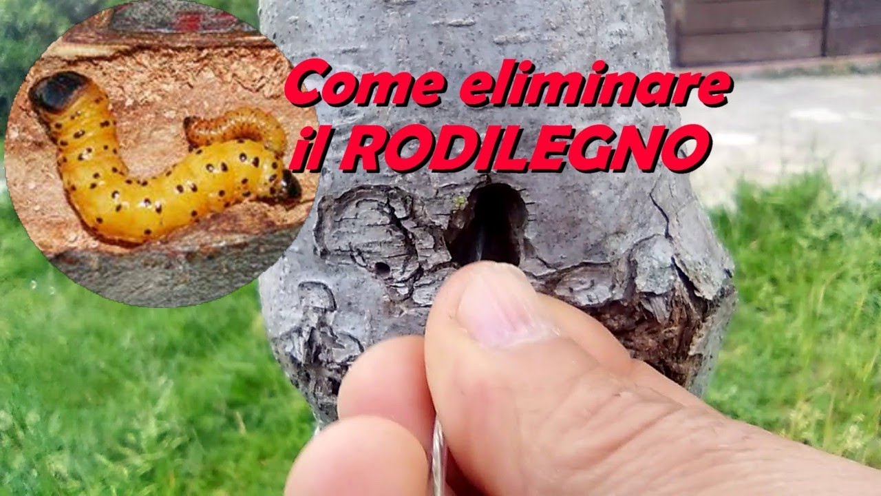 COME ELIMINARE IL RODILEGNO - YouTube