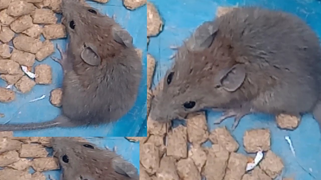 Rat sounds effect - YouTube