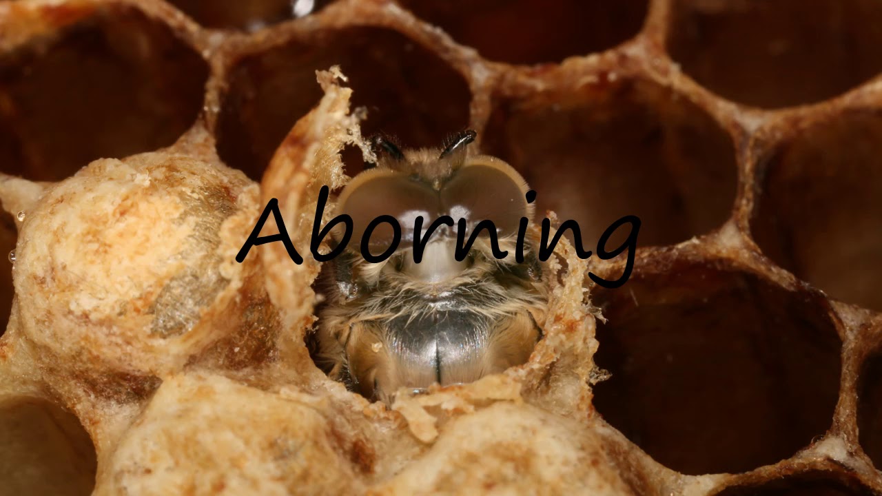 How to Pronounce Aborning? - YouTube