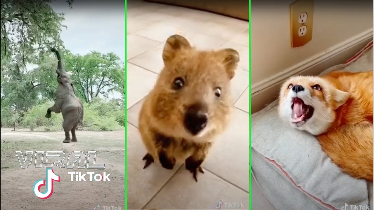 Welcome to ANIMAL TikTok! pt. 2 - YouTube