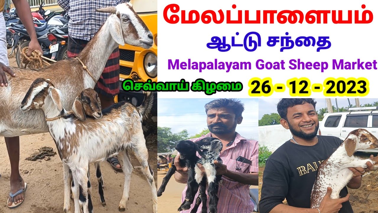 26 - 12 - 2023 / மேலப்பாளையம் ஆட்டு சந்தை / Melapalayam goat Sheep ...