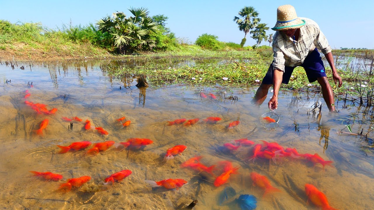 A Lot Of Color Fish in my Village Finding red and blue Fish for Raising ...