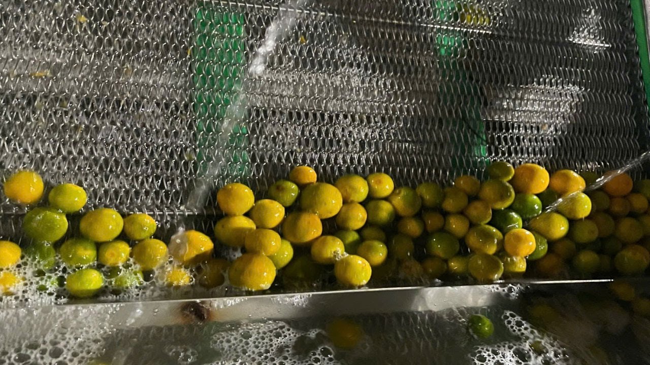 Production processing of frozen calamansi juice for export from Vietnam ...