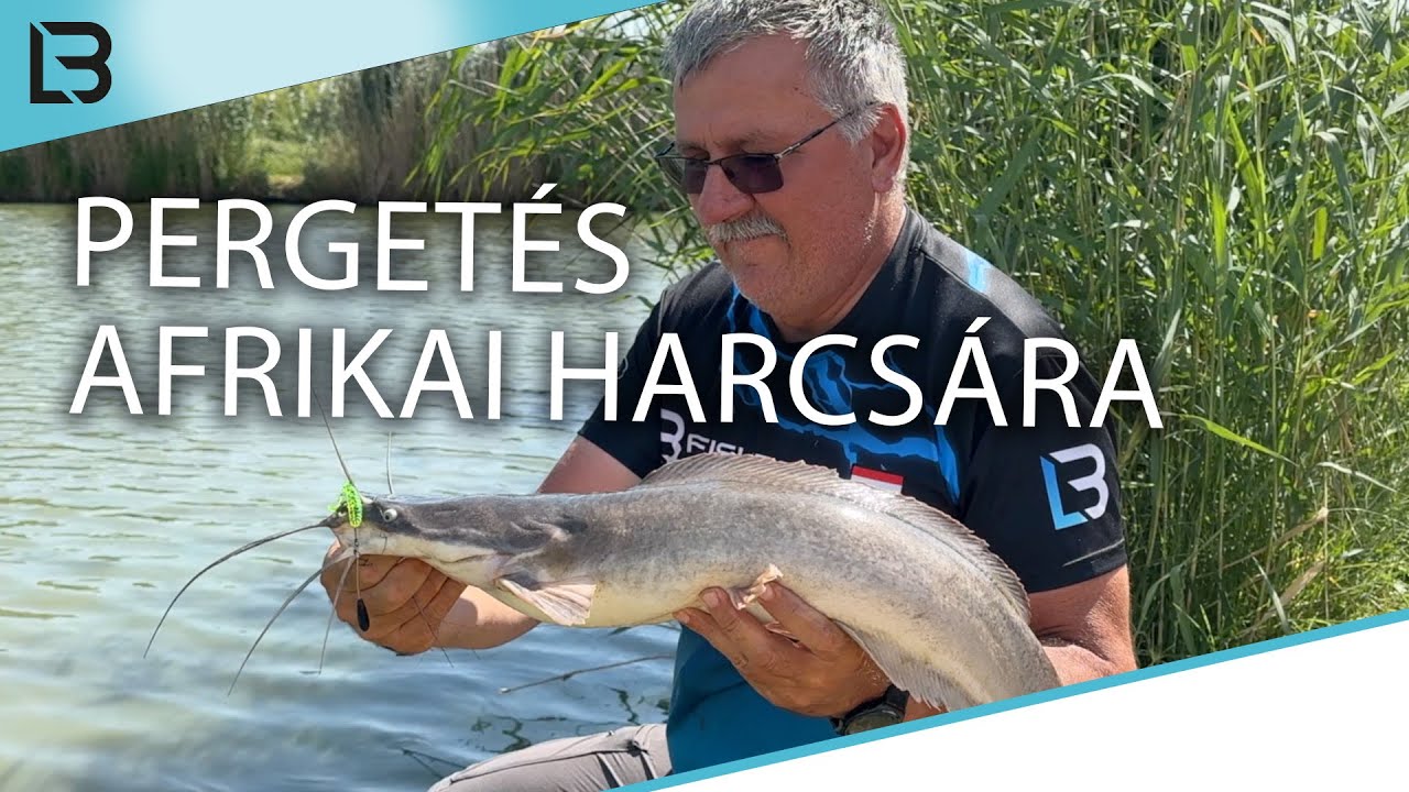 Afrikai harcsa pergetés- megfogjuk a lehetetlent is - YouTube