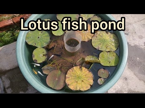 How to grow lotus plant at home & Setup lotus fish pond - YouTube
