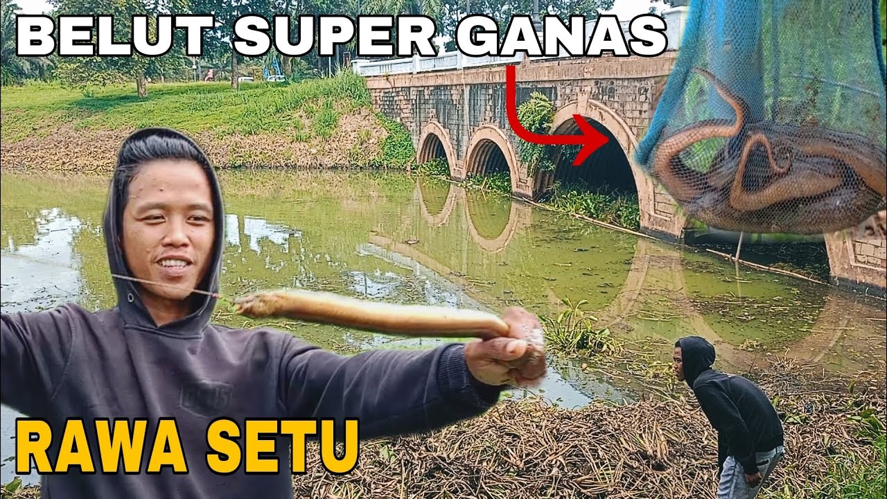 BELUT RAWA SETU SUPER GANAS‼️| super vicious swamp eels - YouTube