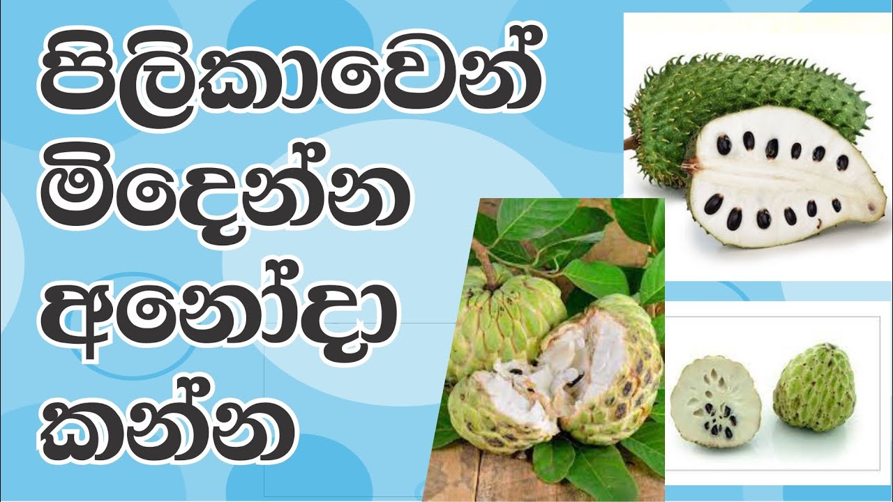 Treatment for cancer patients ANODA FRUITS AND MEDICINE - පැලැනාවෙන් ...