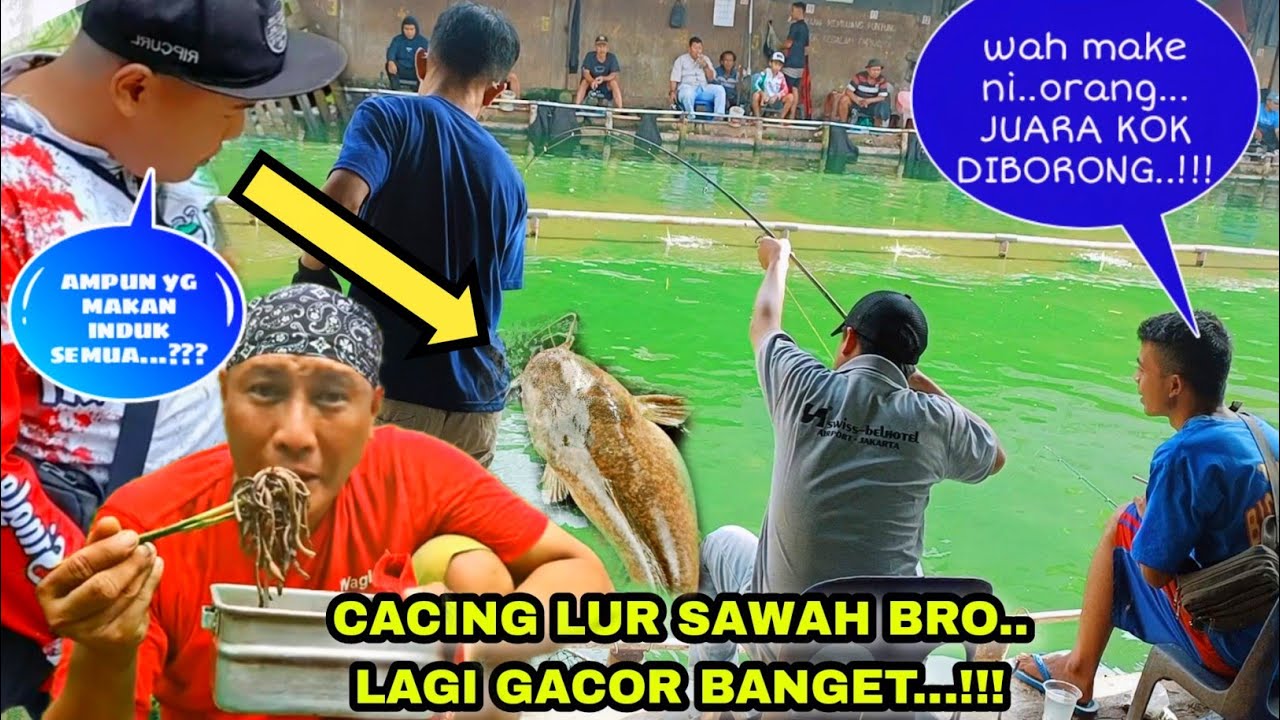 RACIKAN CACING LUR SAWAH INI BENER BENER SAKTI...!!! SIANG MALAM DI ...