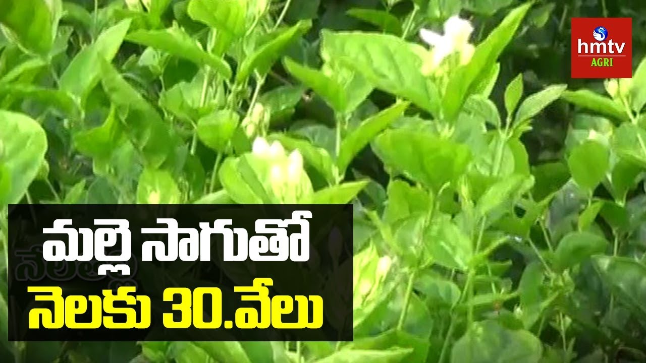 Jasmine Cultivation | Special Story on Ponnapalli Jasmine Farming ...