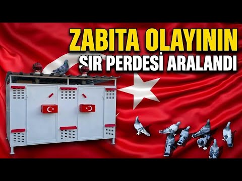 Bir daha gelmemelerinin nedeni meğer! Taklacı güvercin oyunkuşu 